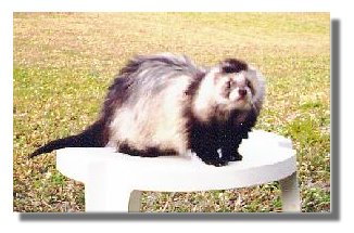 The Ferret Pages